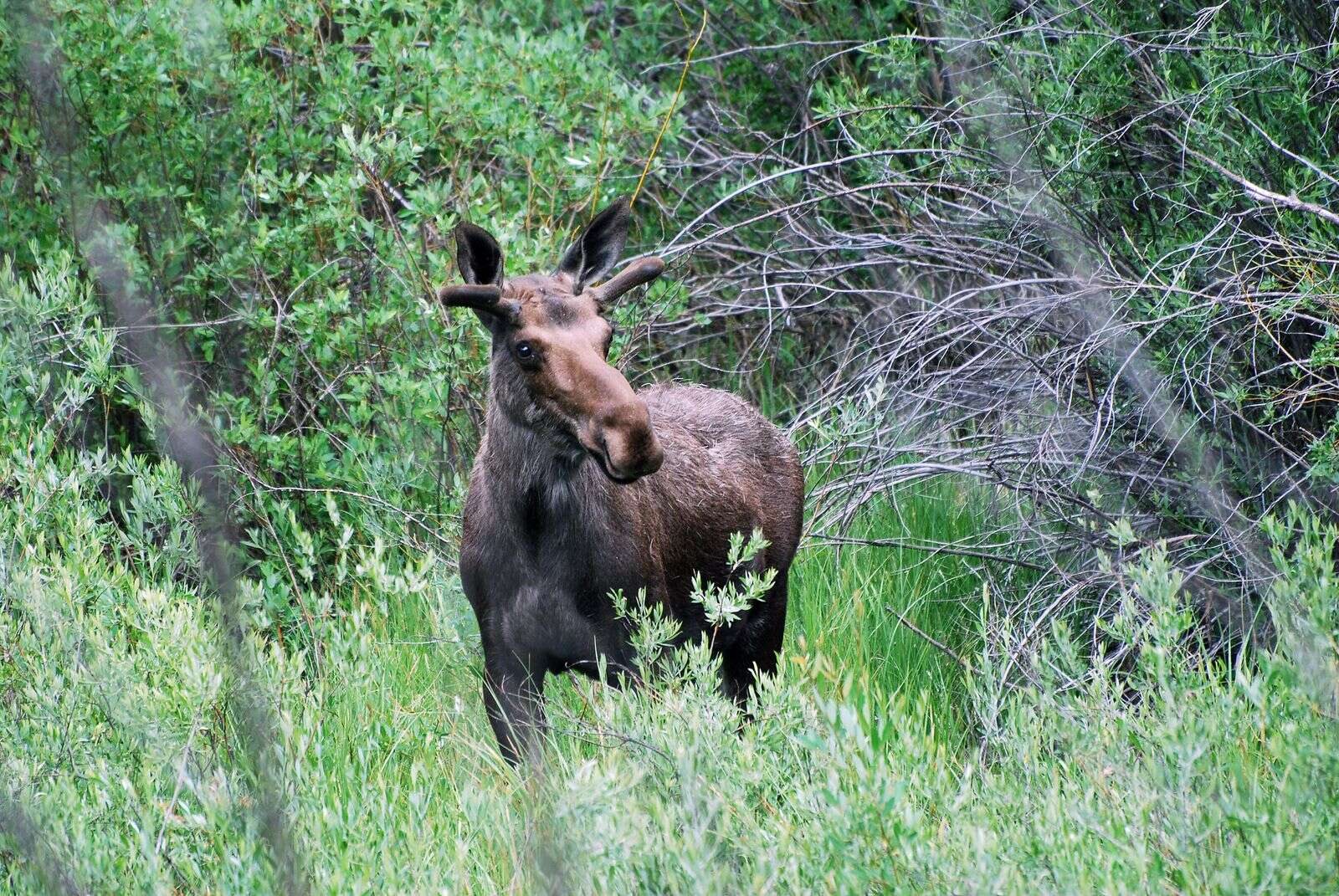 Where are moose in Aspen coming from? | AspenTimes.com
